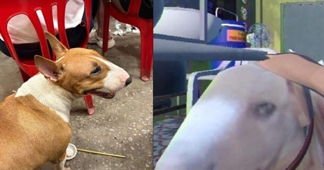 Giống hệt cậu Vàng trong 'Tiệm phở anh Hai', chú chó nổi tiếng cõi mạng