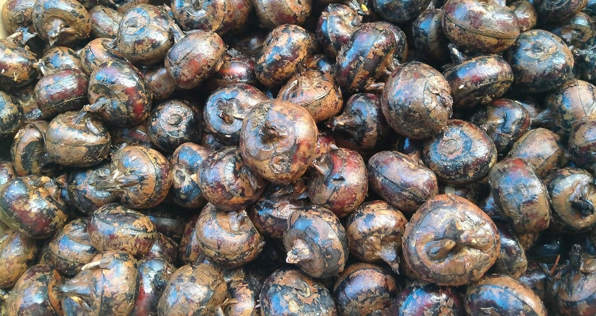 Đặc sản 'dưới lòng đất' có từ Nam ra Bắc, ăn giòn mát, nấu canh càng ...