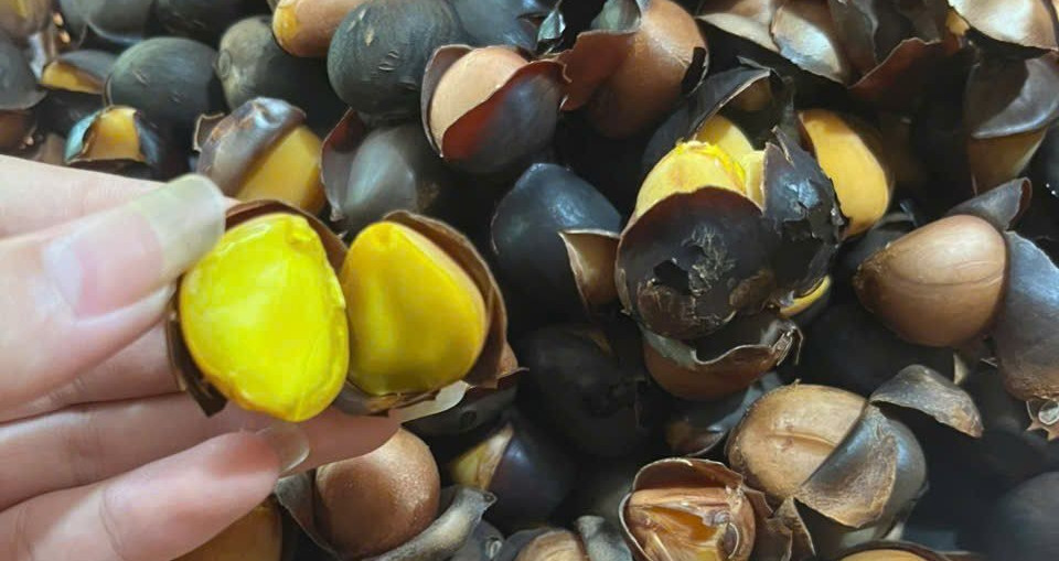 Đặc sản Tây Bắc mọc dại, ăn bở bùi như hạt dẻ, nấu canh hay luộc đều ...